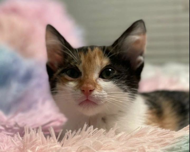 Beans | SML Wiki | Fandom