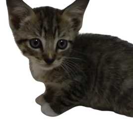 Gary | SML Wiki | Fandom