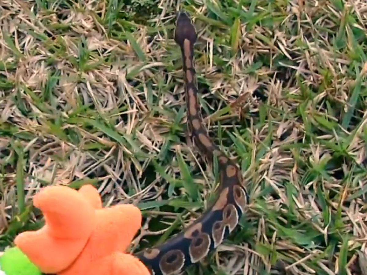 Wormy | SML Wiki | Fandom