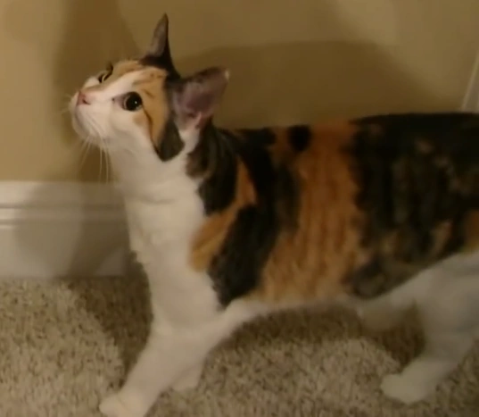 Discuss Everything About SuperMarioLogan Wiki | Fandom