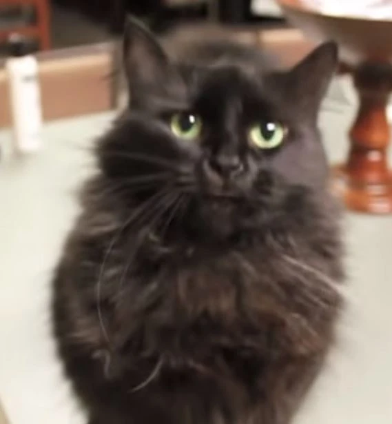 Mama Kitty | SML Wiki | Fandom