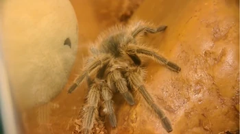 Terrance | SML Wiki | Fandom