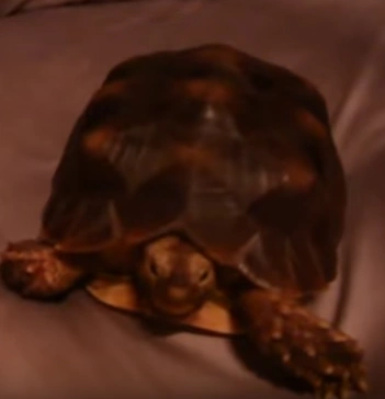 Shelby | SML Fanon Wiki | Fandom