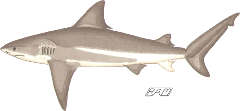 Carcharhiniformes | SMLSSR Wiki | Fandom