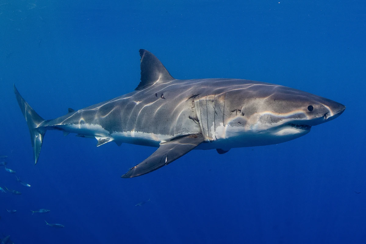 Lamniformes | SMLSSR Wiki | Fandom