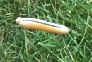 Bridge Worm | SMLYTP Wiki | Fandom