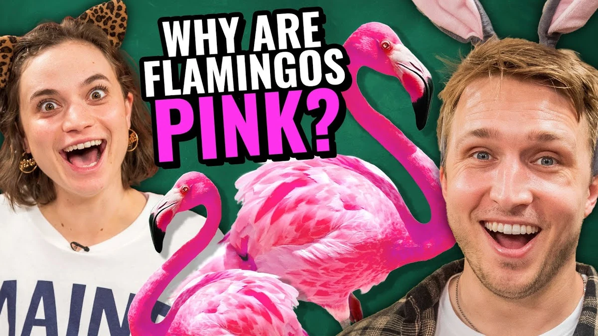 Are You An Animal Expert? | Smosh Wiki | Fandom