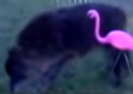 That Damn Neighbor's dog | Smosh Wiki | Fandom