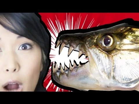 MONSTER FISH SWIMS UP A PEN15!?! | Smosh Wiki | Fandom