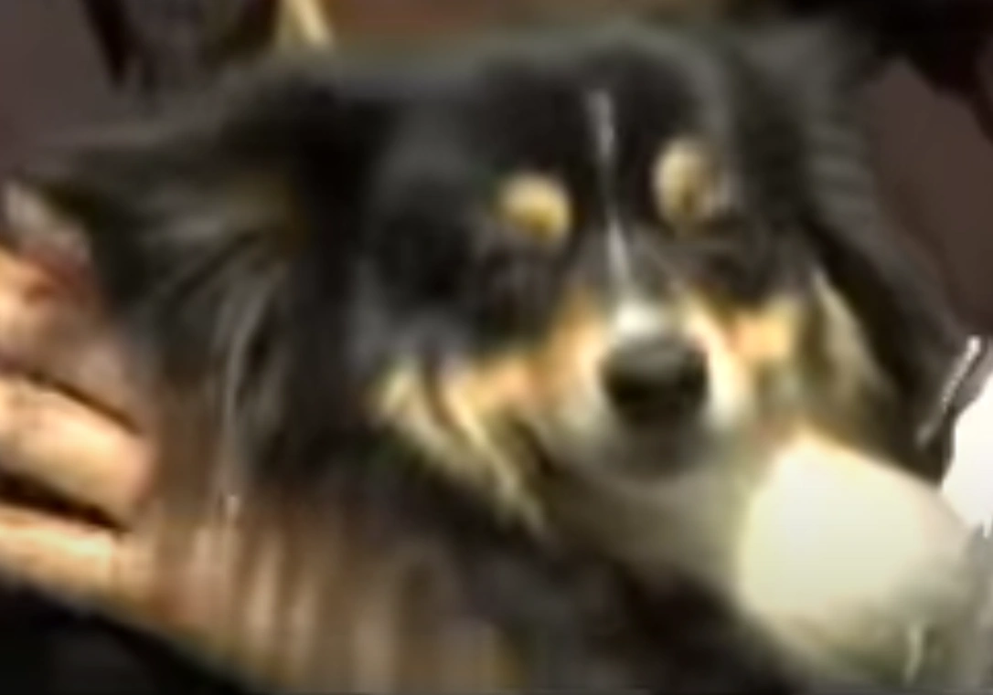 Little Doggie | Smosh Wiki | Fandom