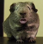 Charlie | Wiki Smosh | Fandom