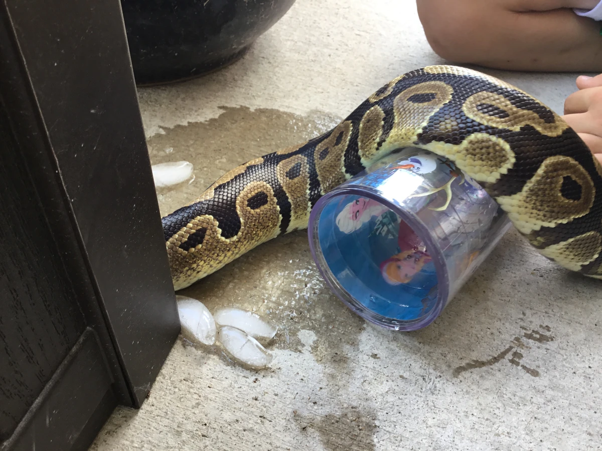 Pythons | Snake lovers Wiki | Fandom