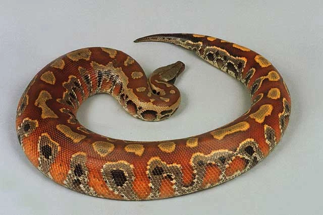 Blood Python | Snakeepedia Wiki | Fandom