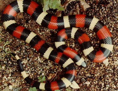 Milk Snake | Snakeepedia Wiki | Fandom