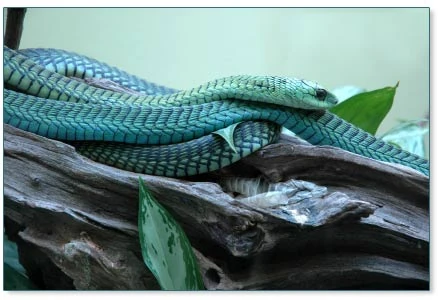 Boomslang | Snakeepedia Wiki | Fandom