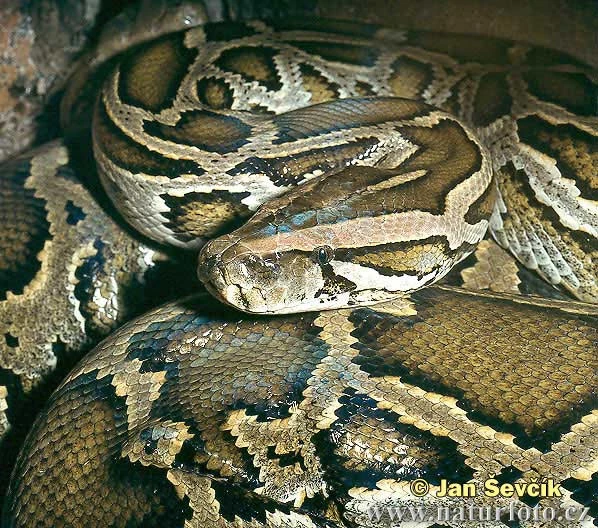 Burmese Python | Snakeepedia Wiki | Fandom