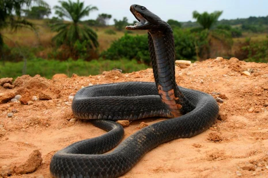 The Black-Necked Spitting Cobra | Snake Wiki | Fandom