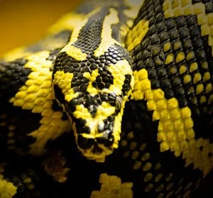 Carpet Python | Snake Wiki | Fandom