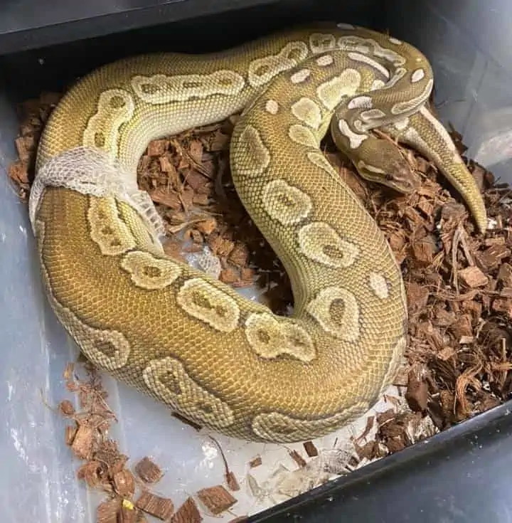 Ball Python Shedding All You Need To Know | Snake Wiki | Fandom