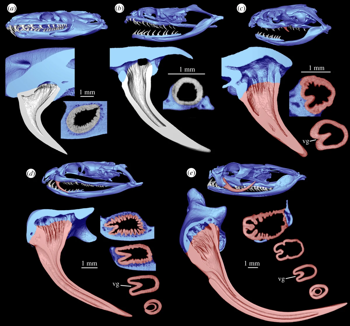 Research Articles Plicidentine And The Repeated Origins Of Snake Venom ...