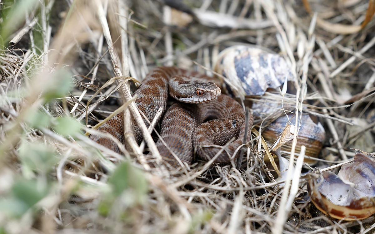 Adders Are (Even More) Amazing - Fun Facts And Top Tips!! | Snake Wiki ...