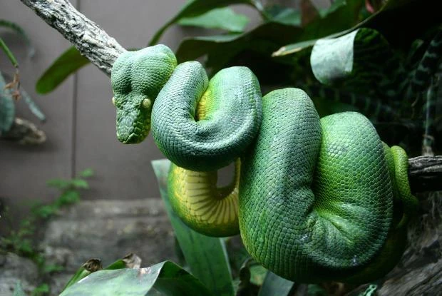 Emerald Tree Boa | Snake Wiki | Fandom