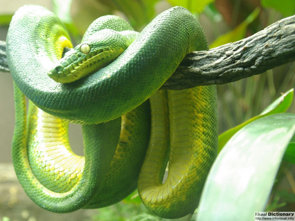 Beautiful Green Emerald Tree Boa Snake | Snake Wiki | Fandom