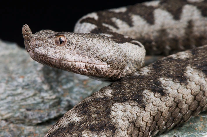 Five True Viper Snake Species | Snake Wiki | Fandom