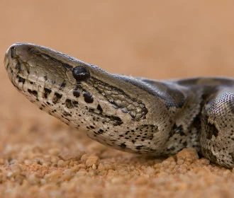 African Rock Python (Python Sebae) | Snake Wiki | Fandom