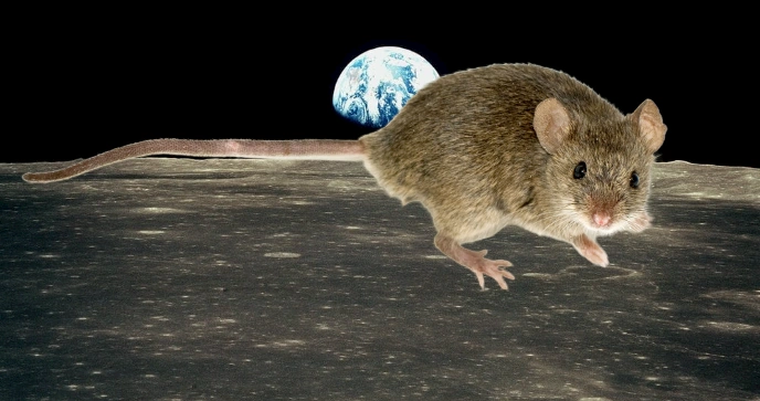 Nothing to see here | Snicket fanon and discussions Wiki | Fandom