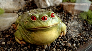 Tibetan Third-Eyed Toad | Lemony Snicket Wiki | Fandom