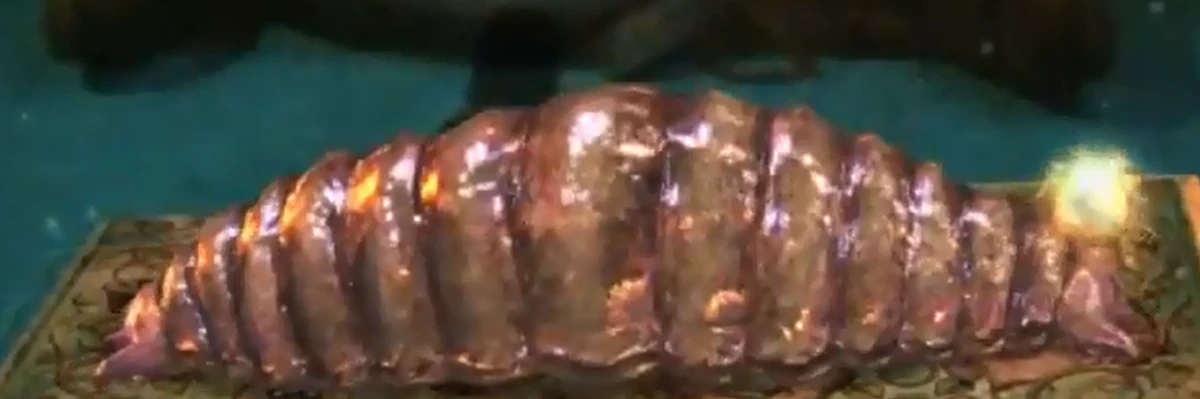 Flobberworm | SnitchSeekerRPG Wiki | Fandom