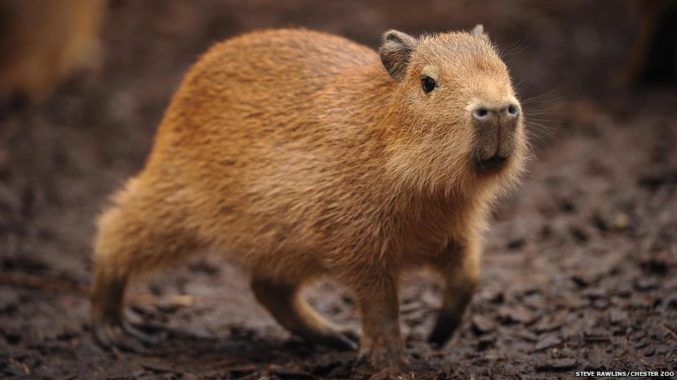 Capybara Curse | SnitchSeekerRPG Wiki | Fandom
