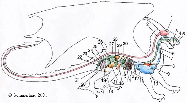Dragon Anatomy Organs
