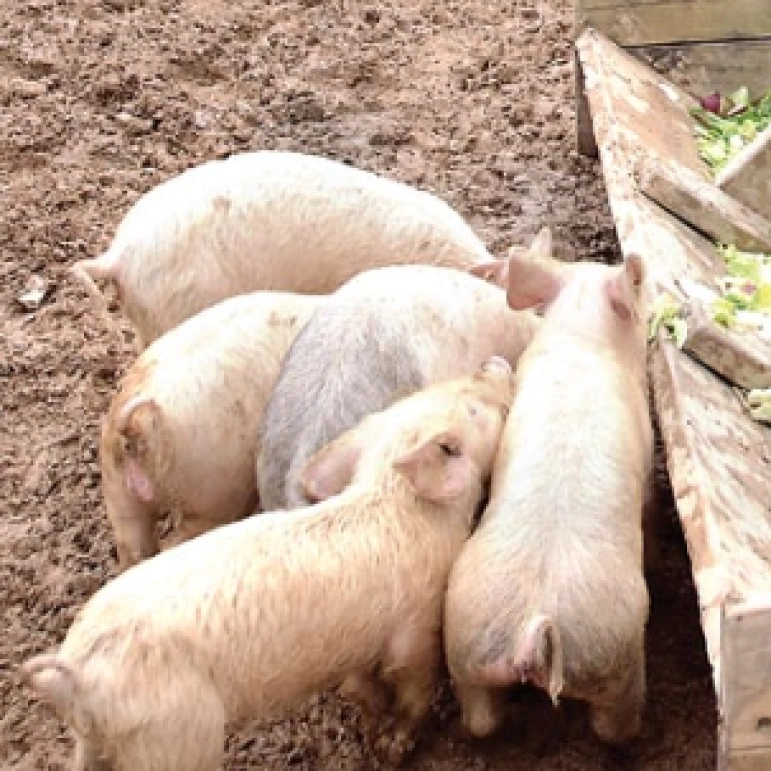 The Piglets (New Blood) | SnopiShark Wiki | Fandom