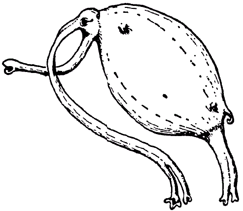 The Shell-inhabiting Ribbon Snouter | Museum of the Darwin Institute of ...