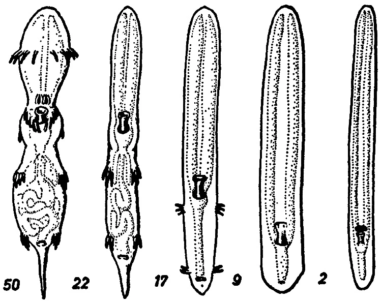 Enterorrhinus (Gut Snouter) | Museum of the Darwin Institute of Hy-Yi ...