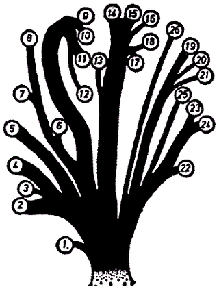 Category:Snouters | Museum of the Darwin Institute of Hy-Yi-Yi Wiki ...