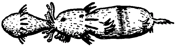 Glansnosed Mole Snouter | Museum of the Darwin Institute of Hy-Yi-Yi ...