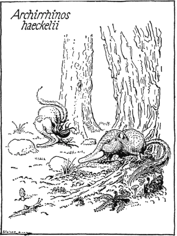 Haeckel's Primitive Snouter | Museum of the Darwin Institute of Hy-Yi ...