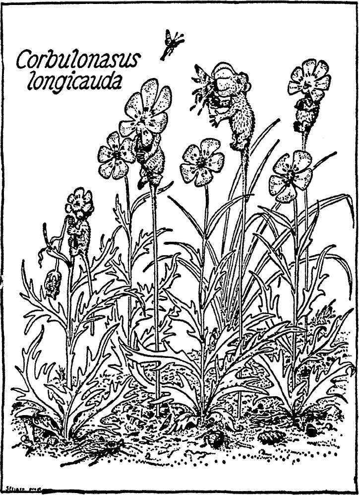 Miraculous Flower-faced Snouter | Museum of the Darwin Institute of Hy ...