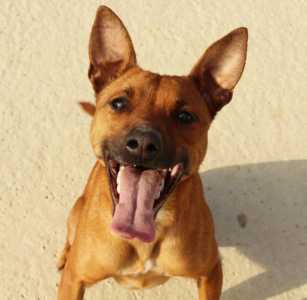 Fresa/Galería | Wikia Sociedad Protectora de Cachorros | Fandom