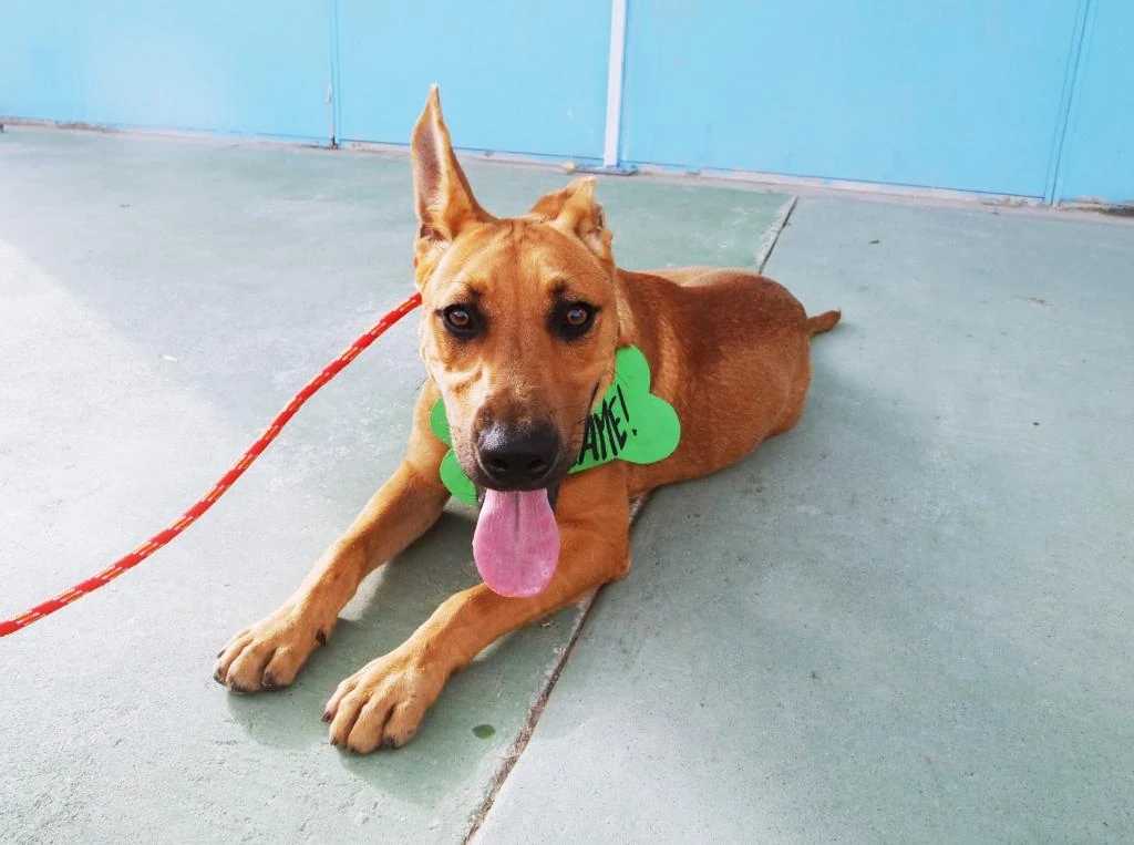 Minion | Wikia Sociedad Protectora de Cachorros | Fandom