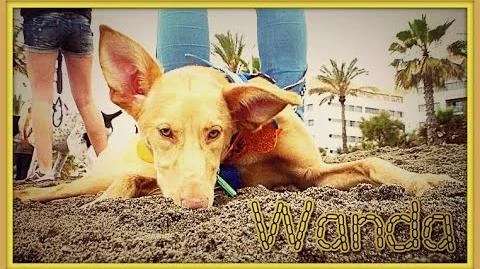 Wanda/Galería | Wikia Sociedad Protectora de Cachorros | Fandom