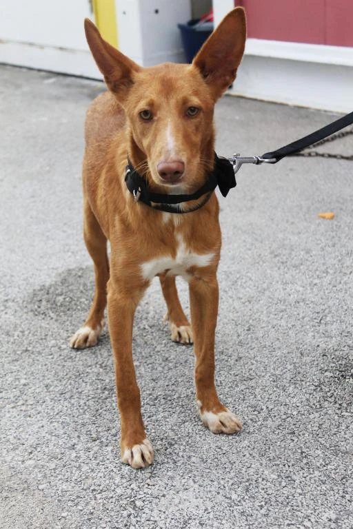 Juanito | Wikia Sociedad Protectora de Cachorros | Fandom