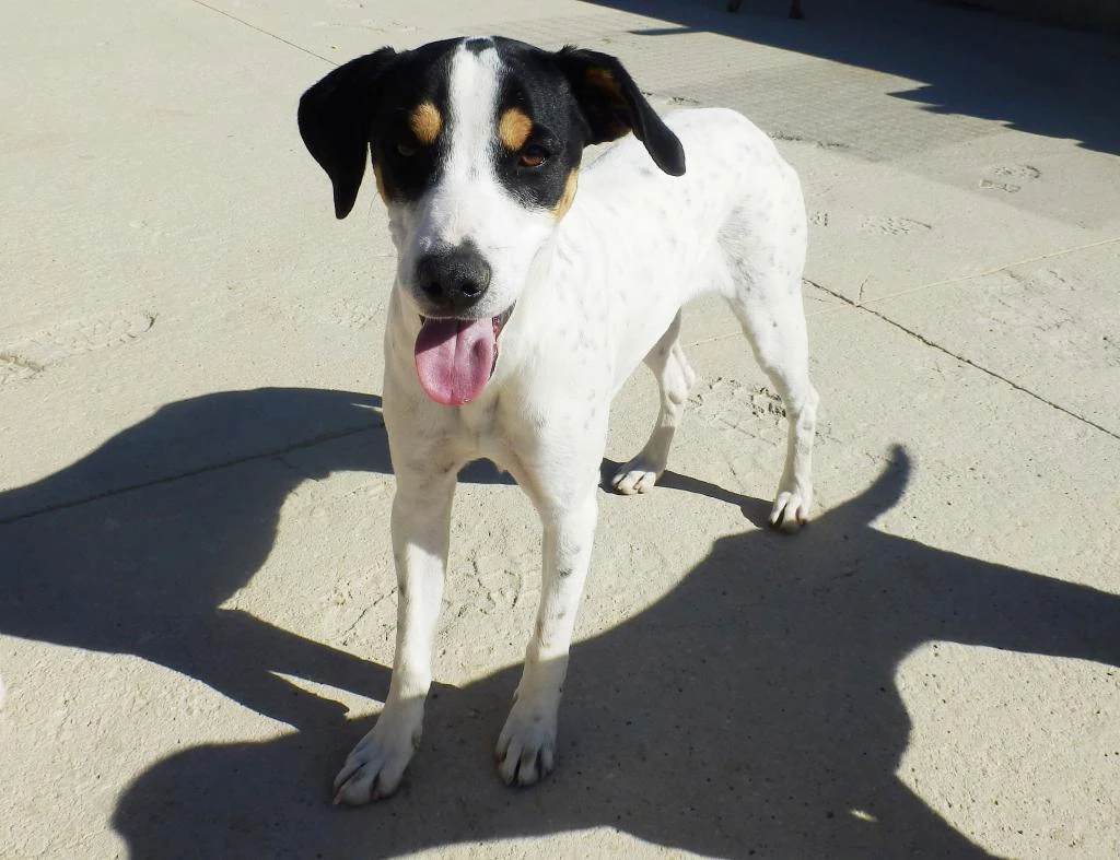 Moti | Wikia Sociedad Protectora de Cachorros | Fandom