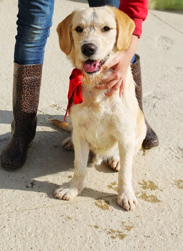 Pipo/Galería | Wikia Sociedad Protectora de Cachorros | Fandom