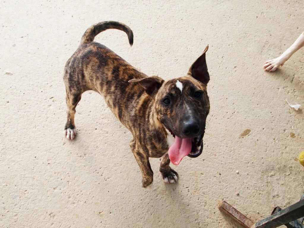 Narco/Galería | Wikia Sociedad Protectora de Cachorros | Fandom