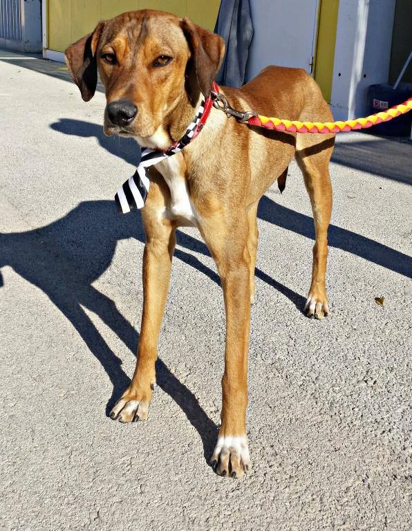 Drogo | Wikia Sociedad Protectora de Cachorros | Fandom