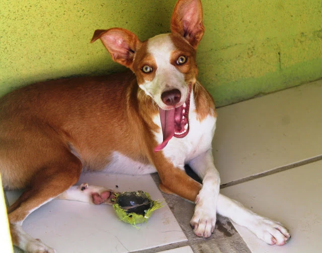 Zel | Wikia Sociedad Protectora de Cachorros | Fandom